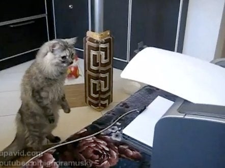 Cats vs. Printers Never Gets Old (VIDEO) | HuffPost Entertainment