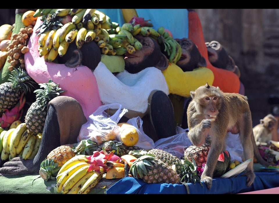 Wild Monkeys Get Their Own Buffet (PHOTOS) | HuffPost Weird News