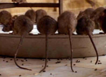 India Rat Temple Is Home To 15,000 Revered Rodents Worshipped As ...