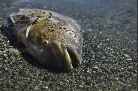 Peeing Swimmers Accused Of Killing 500 Fish | HuffPost Weird News