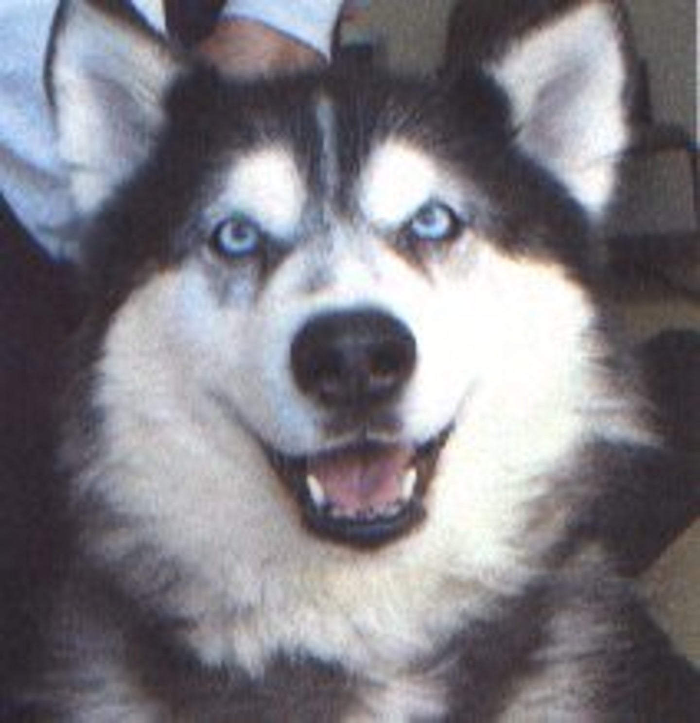 'Four-Legged Miracles' Authors Brad Steiger, Sherry Steiger On Amazing ...