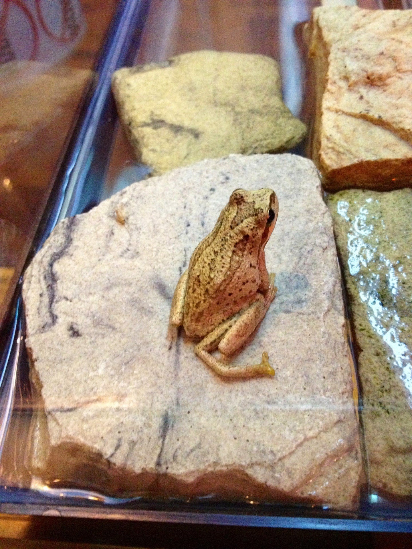 Five-legged Frog Found In Christmas Tree Jumps Into Todd Ray's ...