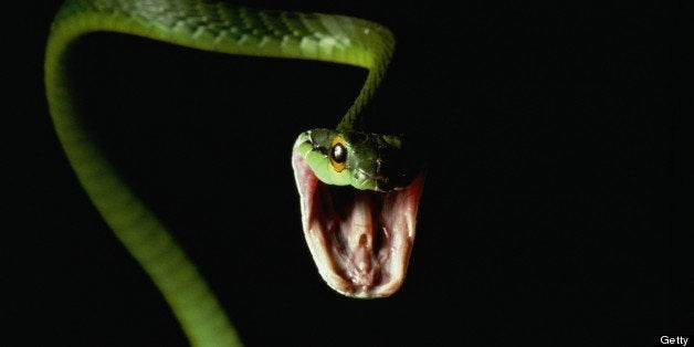 Snake Bites Penis In Bathroom | HuffPost Weird News Snake Bites Penis In Bathroom | HuffPost Weird News