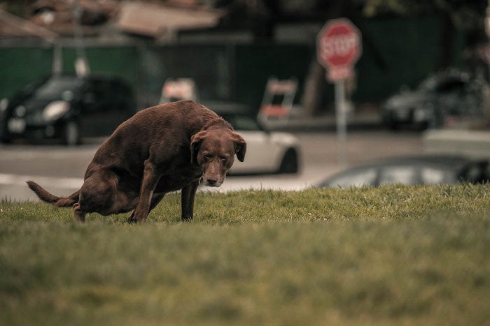 Dramatic Portraits Of Dogs Pooping (PHOTOS) | HuffPost Weird News