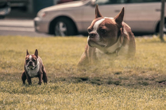 Dramatic Portraits Of Dogs Pooping (PHOTOS) | HuffPost Weird News