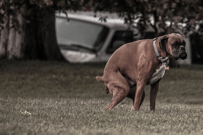 Dramatic Portraits Of Dogs Pooping (PHOTOS) | HuffPost Weird News
