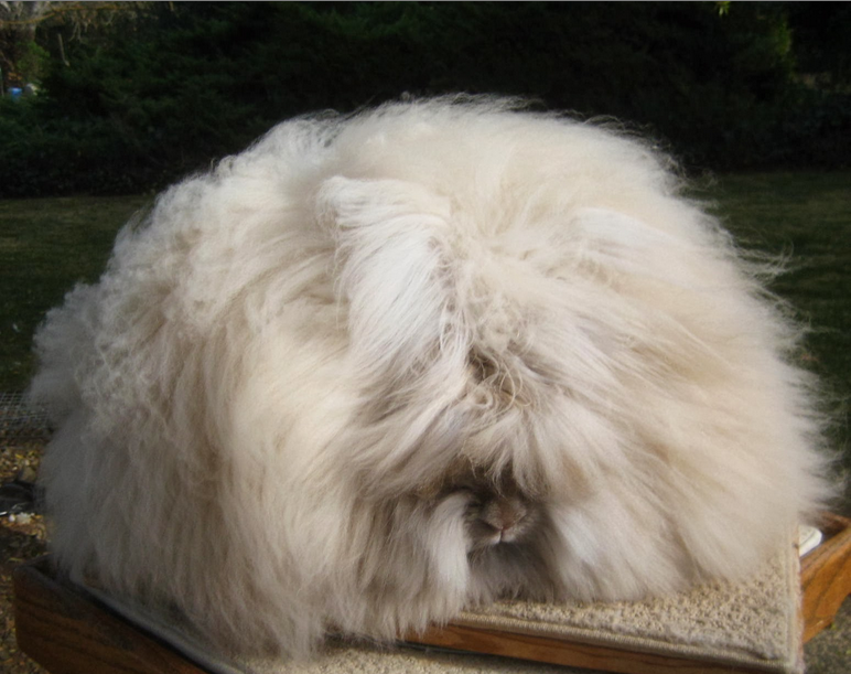 Underneath This Giant Ball Of Cotton Is A Rabbit (PHOTOS) | HuffPost ...