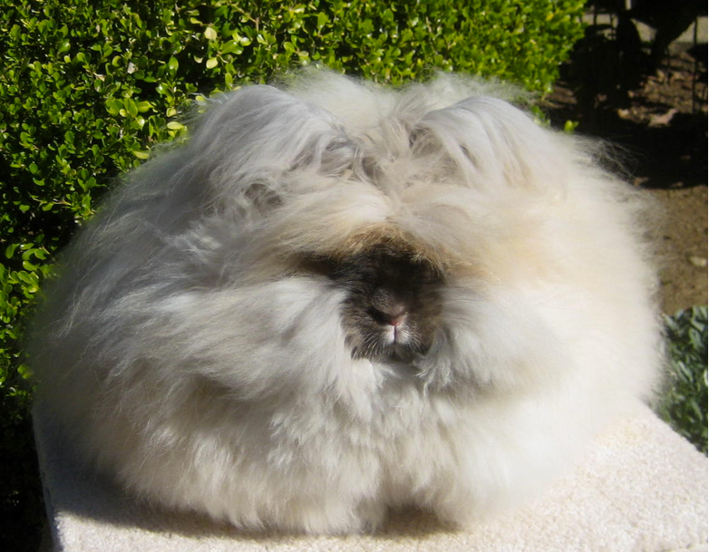 Underneath This Giant Ball Of Cotton Is A Rabbit (PHOTOS) | HuffPost ...