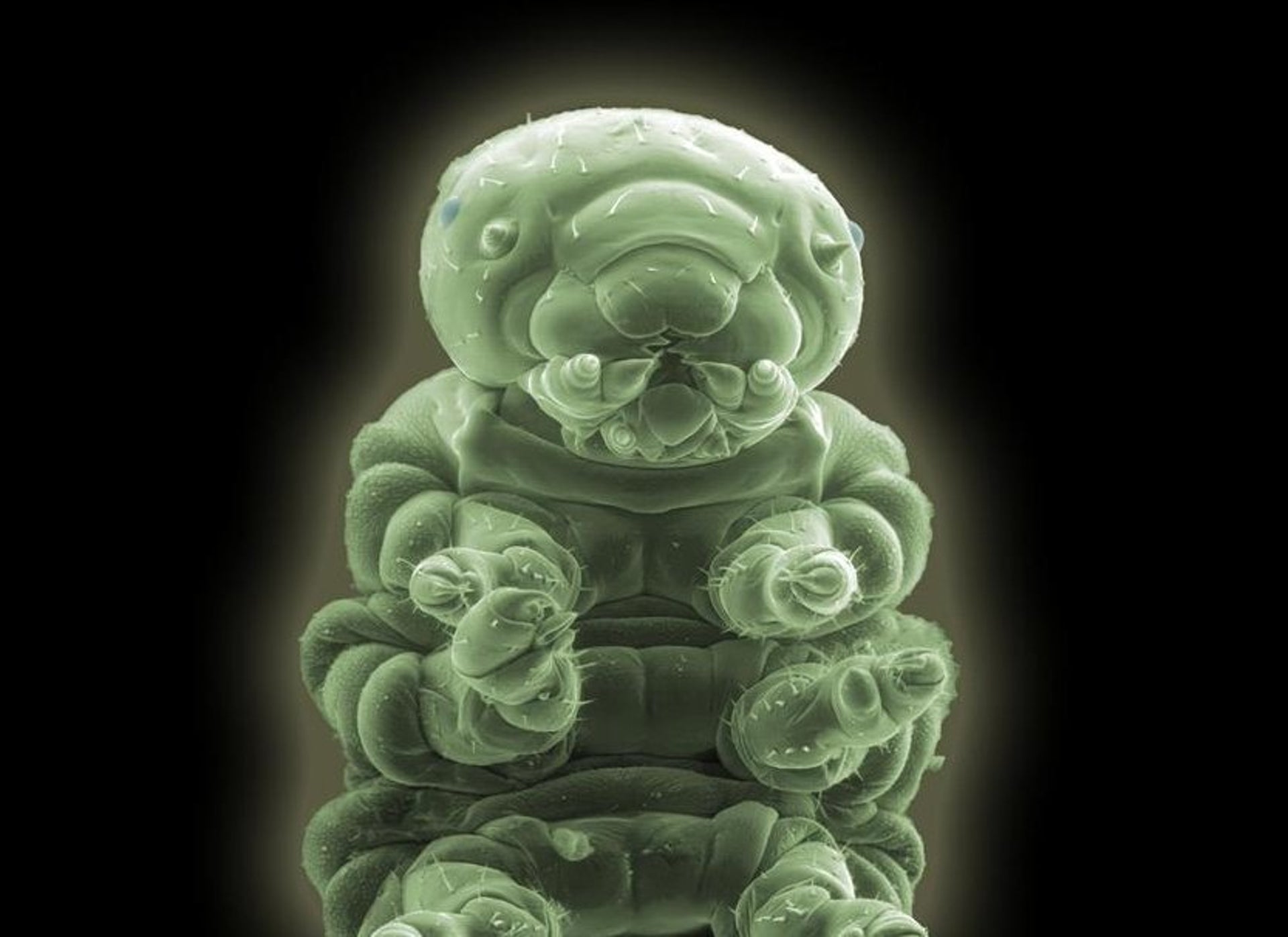11 Spectacular Photos That Make Microscopic Realm Look Enormous ...