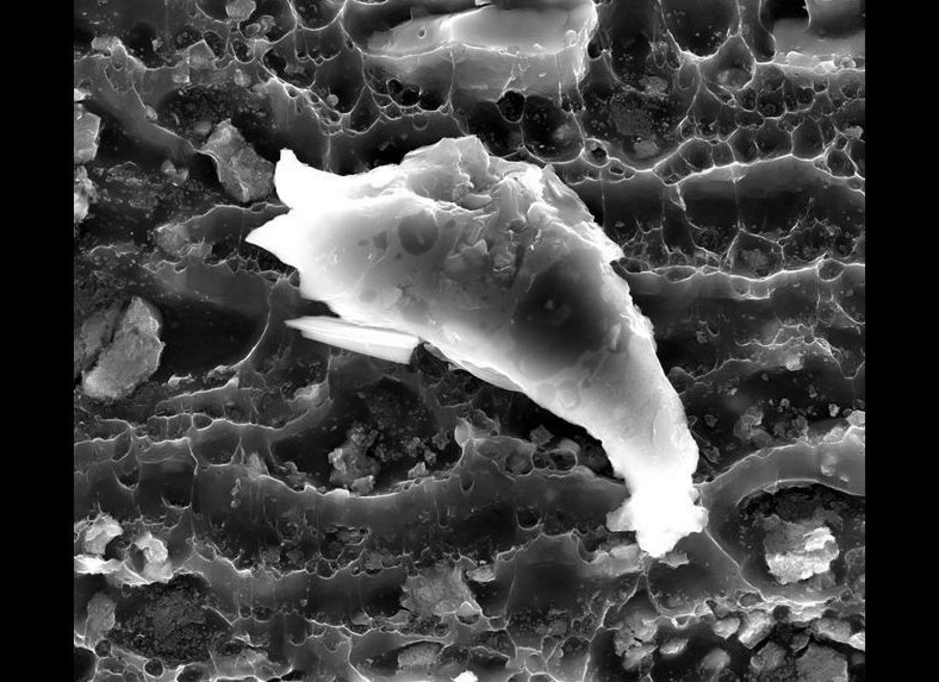 11 Spectacular Photos That Make Microscopic Realm Look Enormous ...