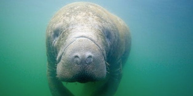 Amazing Things Animals Do With Their Butts | HuffPost Weird News