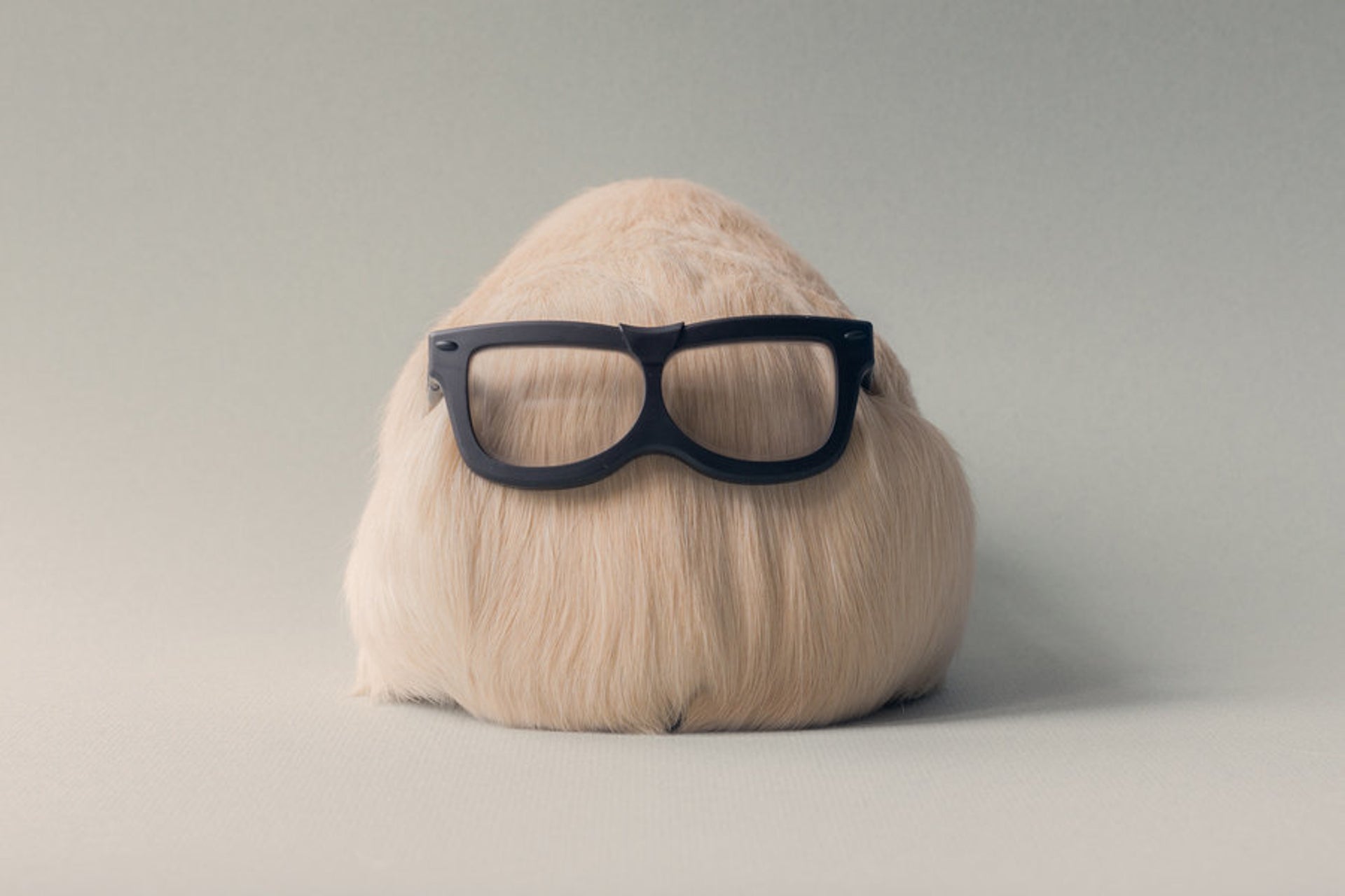 Bask In The Glory That Is Booboo The Guinea Pig | HuffPost Weird News