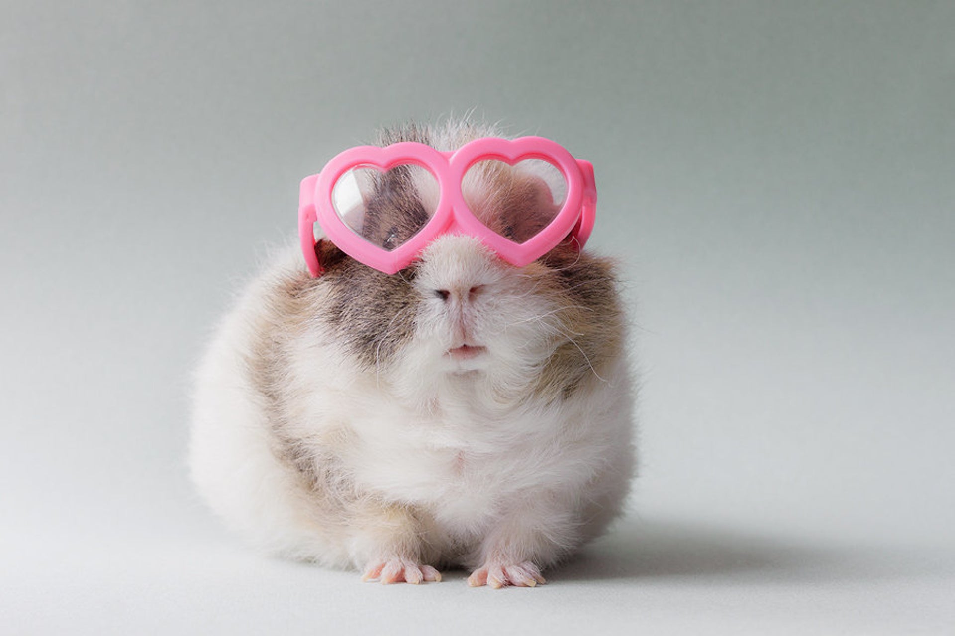 Bask In The Glory That Is Booboo The Guinea Pig | HuffPost Weird News