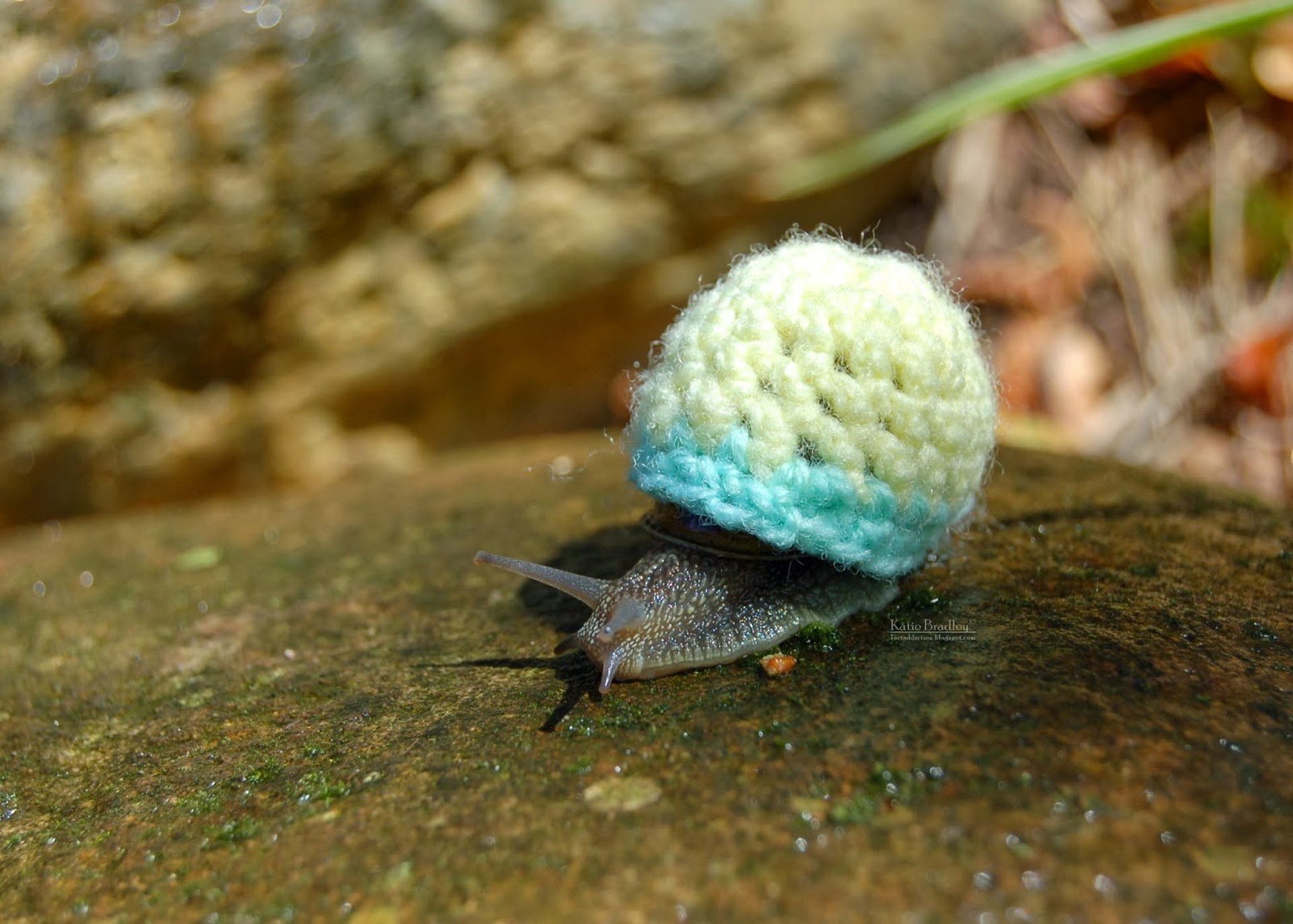 Snail And Tortoise Sweaters Really Do Exist, And They're Surprisingly ...