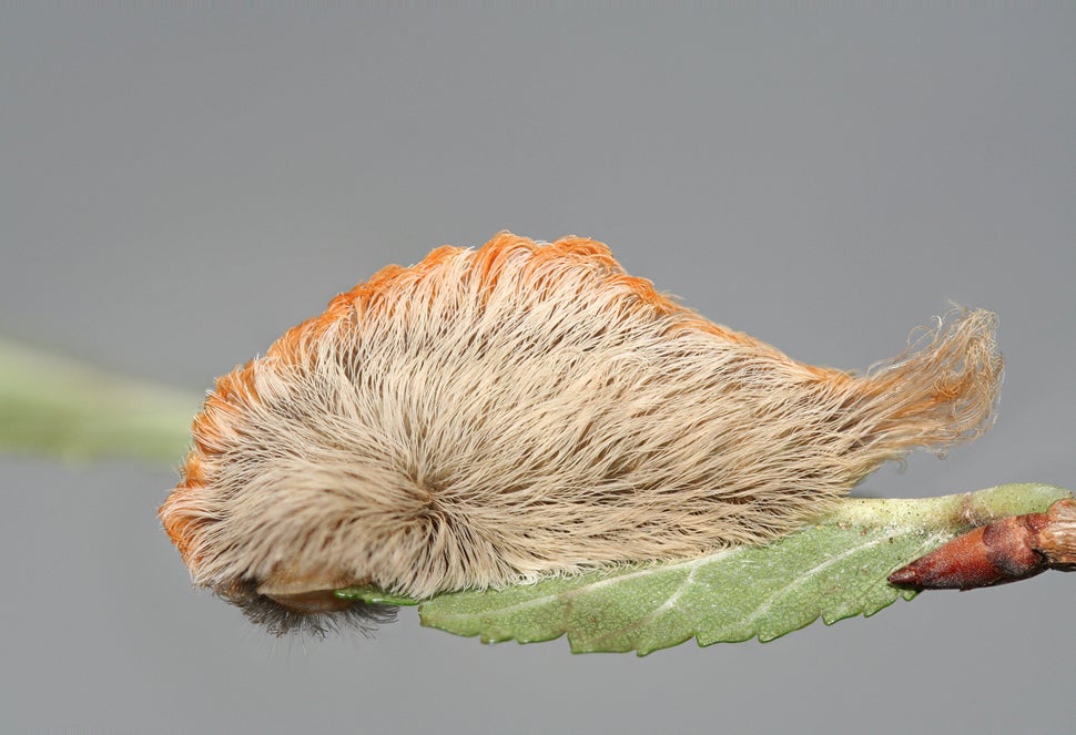 WATCH OUT For the Puss Caterpillar | HuffPost