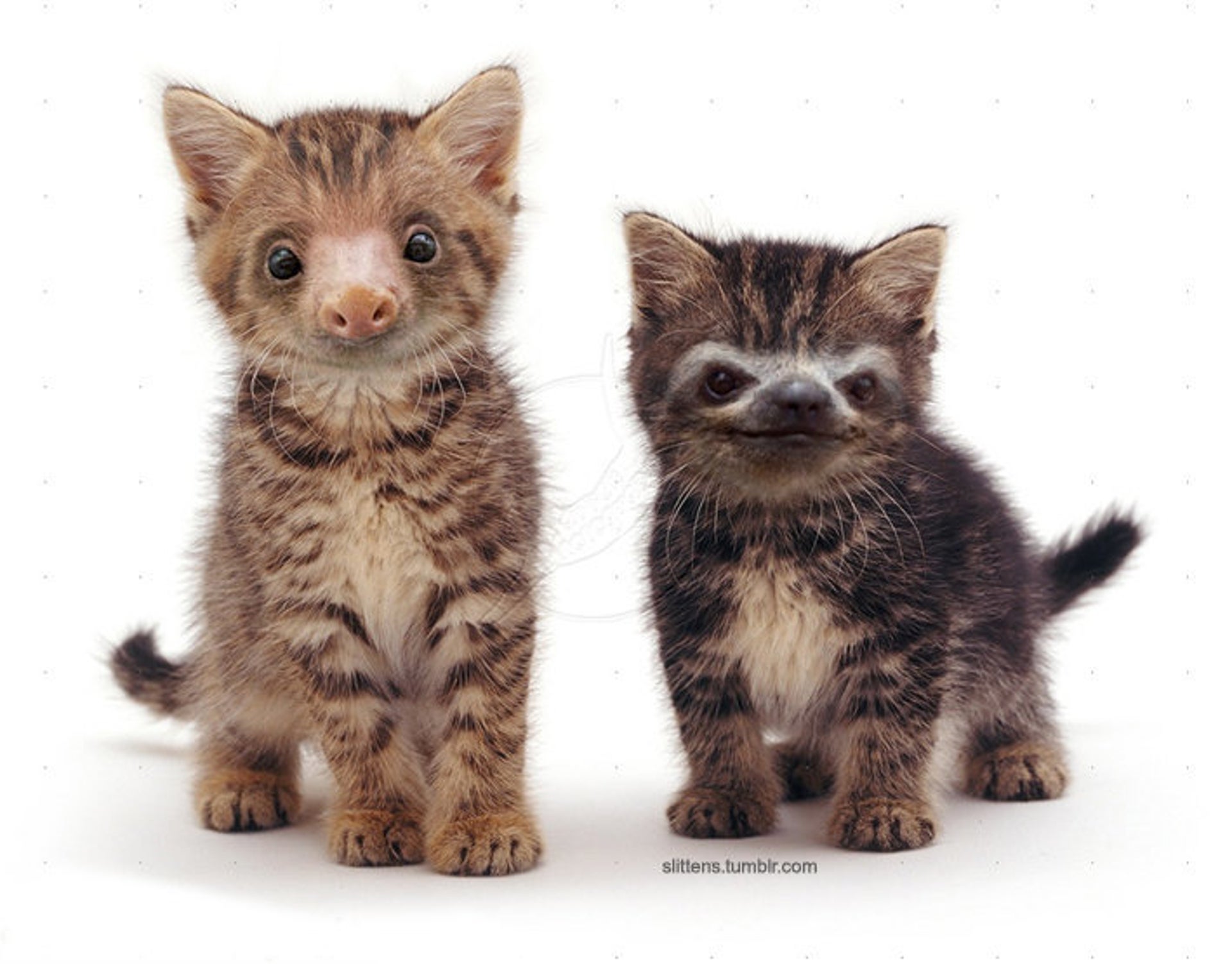 'Slittens,' Sloth-Kitten Frankensteins, Are Here To Steal All The ...