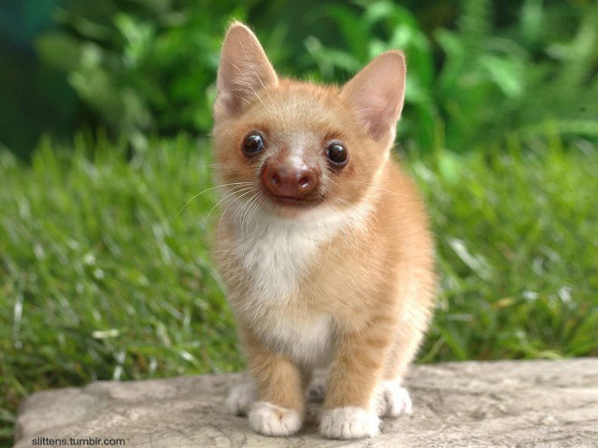 'Slittens,' Sloth-Kitten Frankensteins, Are Here To Steal All The ...