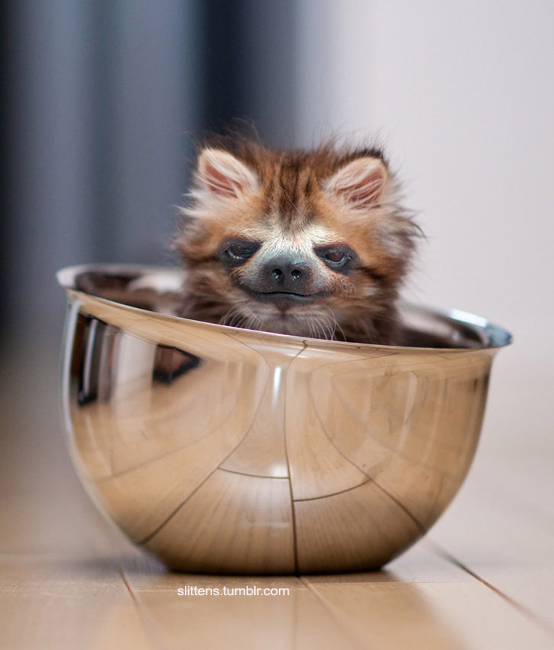 'Slittens,' Sloth-Kitten Frankensteins, Are Here To Steal All The ...