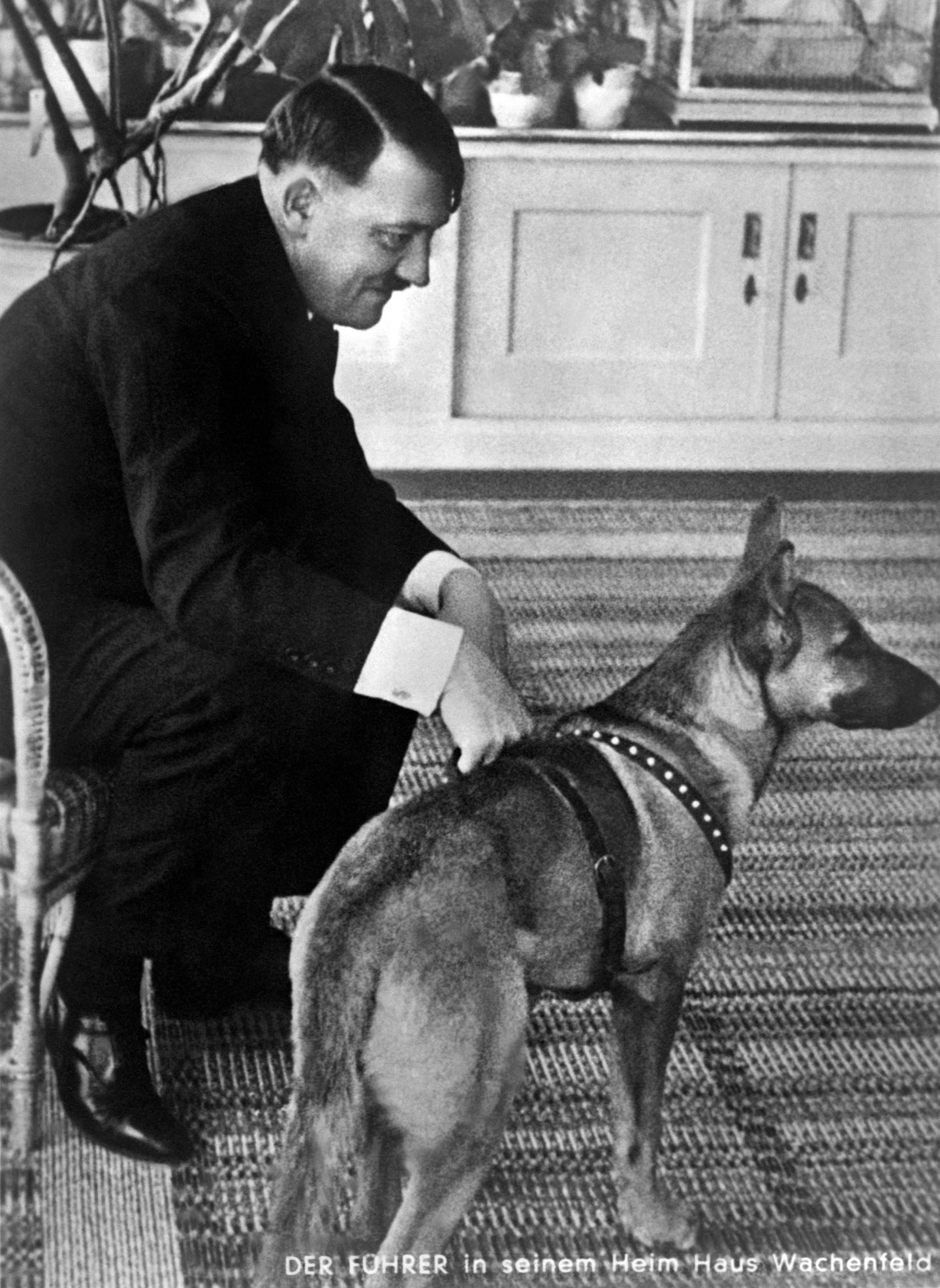 Nazis Tried To Train Dogs To Read, Write, And Speak, New Jan Bondeson ...