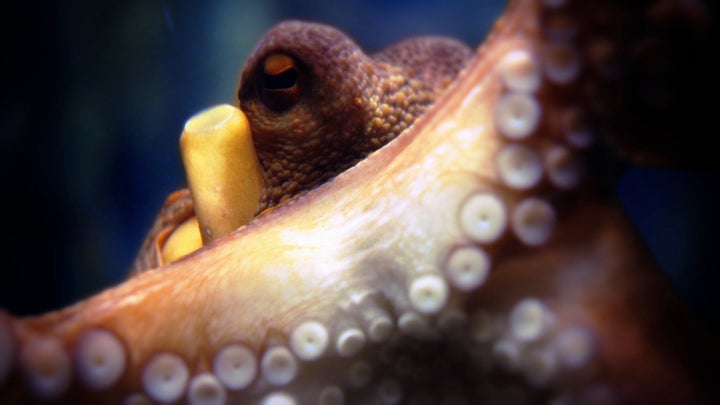 Psychic Octopus Search Undertaken By German Aquarium | HuffPost Weird News