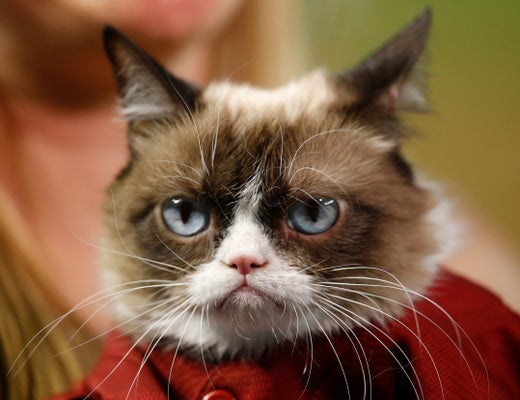 Grumpy Cat Funny Taylor Swift