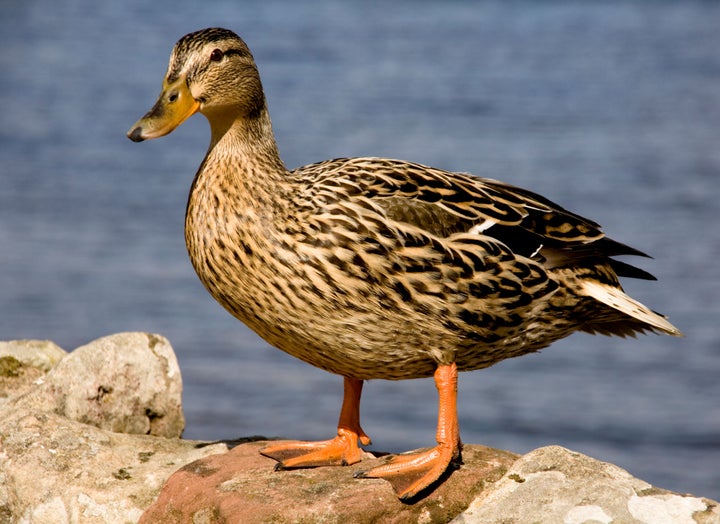 Lynn University Duck Removal Goes Afoul | HuffPost College