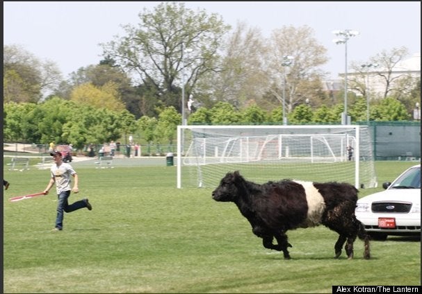 Rowdy Ohio State Cows Escape Trailer, Run Free | HuffPost College