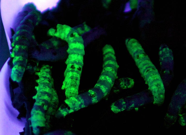 Hybrid Silkworm Can Spin Spider Silk (VIDEO) | HuffPost Impact