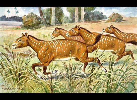 Extinct Horses