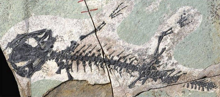 Salamander Species Deemed World's Oldest, Beiyanerpeton Jianpingensis ...
