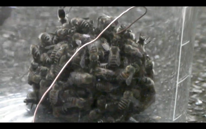 Bee Ball: Honeybees' Defense Against Wasp Predators (VIDEO) | HuffPost ...