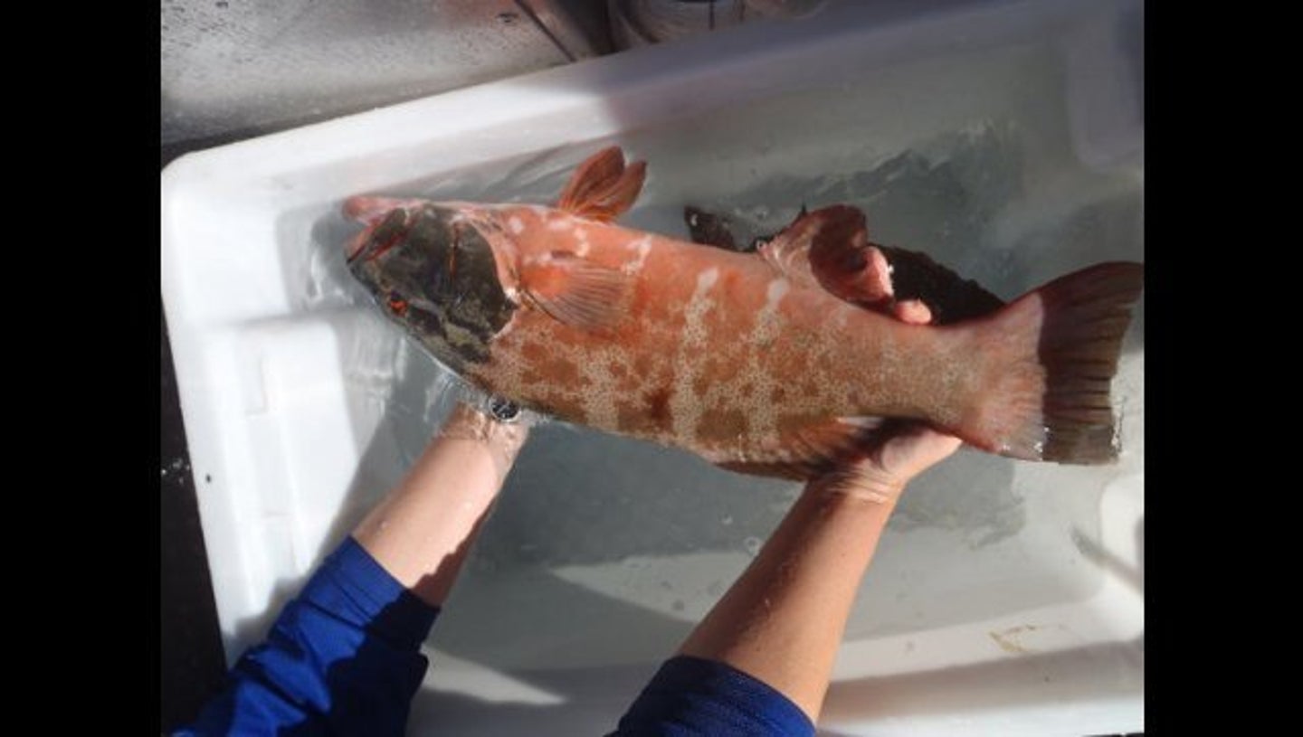 Fish With Skin Cancer? Melanoma-Like Lesions Seen In Australian Trout ...