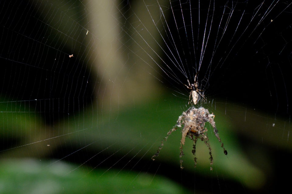 Fake Spider: South American Arachnid Creates Decoy To Deter Predators ...