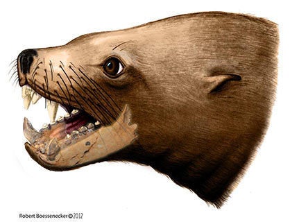'Killer Walrus' Teeth Fossils Suggest Prehistoric Mammal Wasn't Top ...