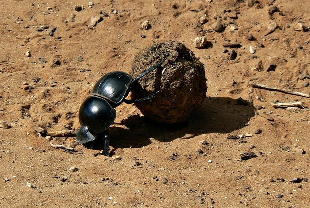 Dung Beetles Navigate With Help Of Milky Way Galaxy, Biologists Say ...