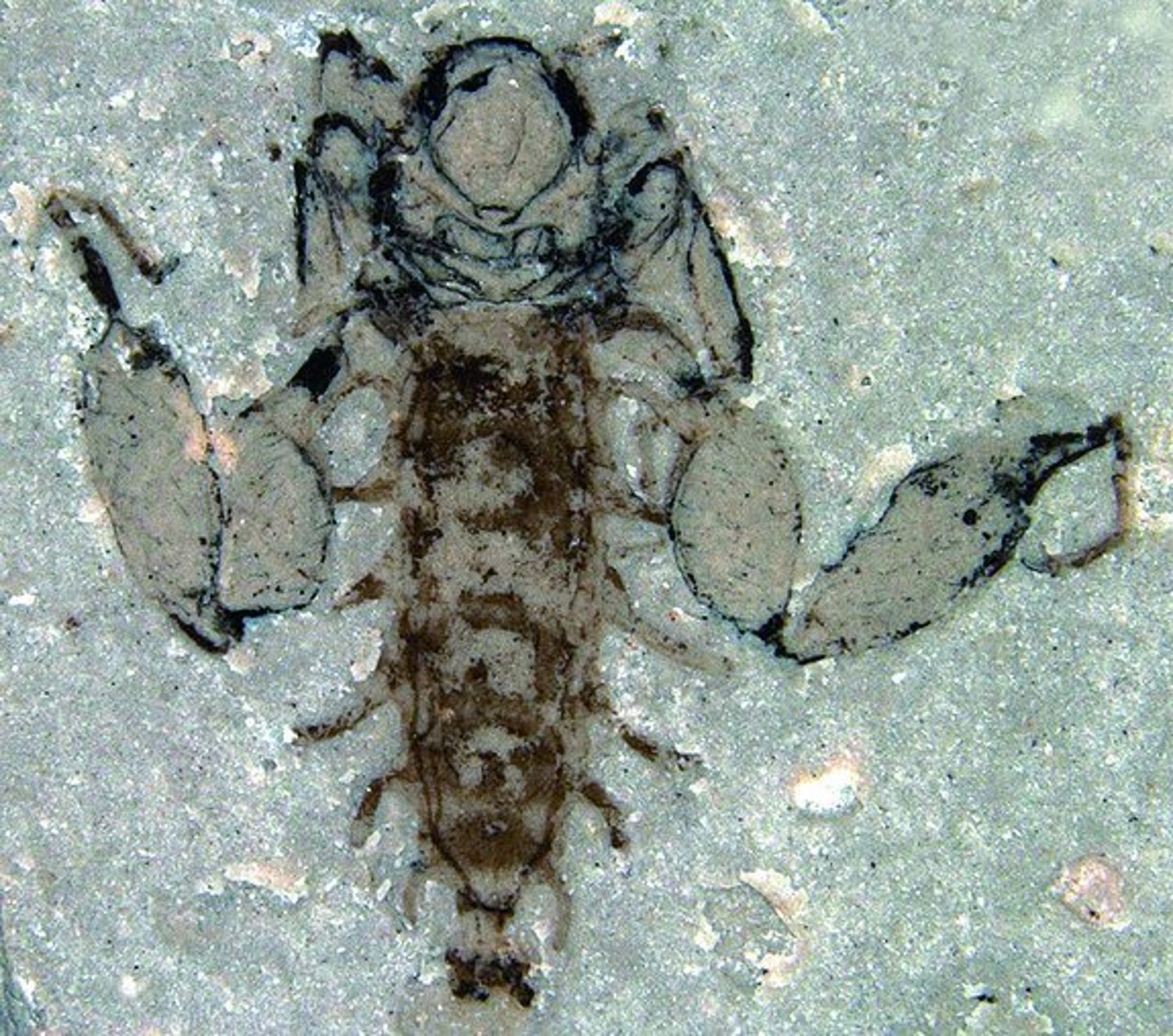 Dinosaur Parasites? These Jurassic Bugs Didn't Suck Dino Blood After ...