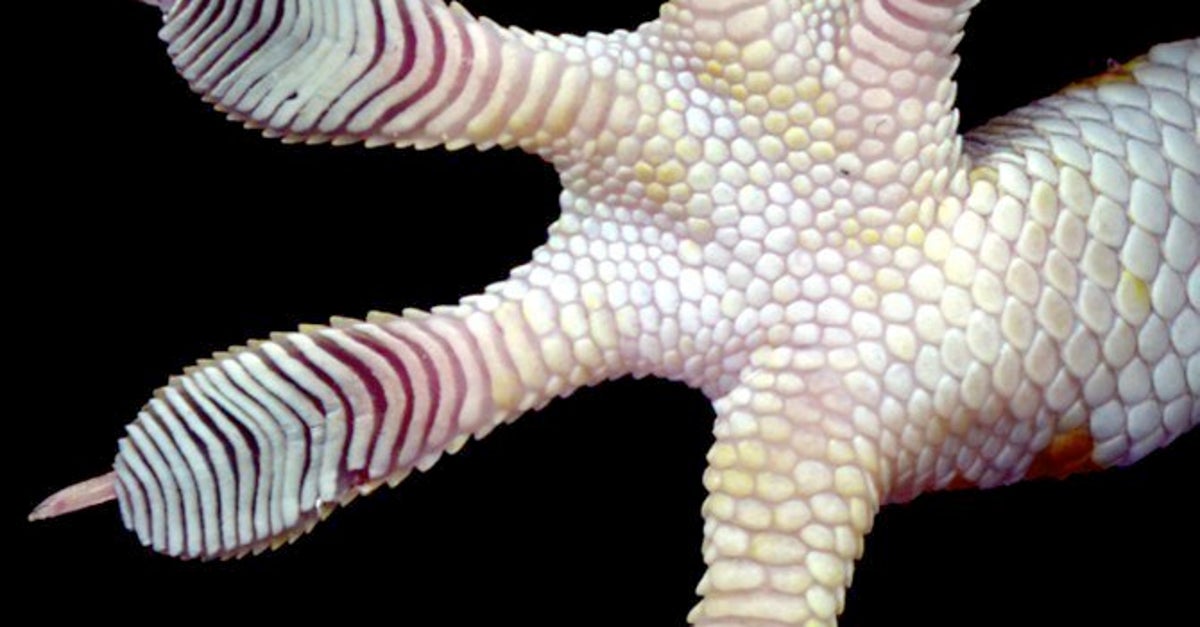 Geckos Grip Wet Surfaces With Tiny Hairs On Feet, Study Shows | HuffPost UK