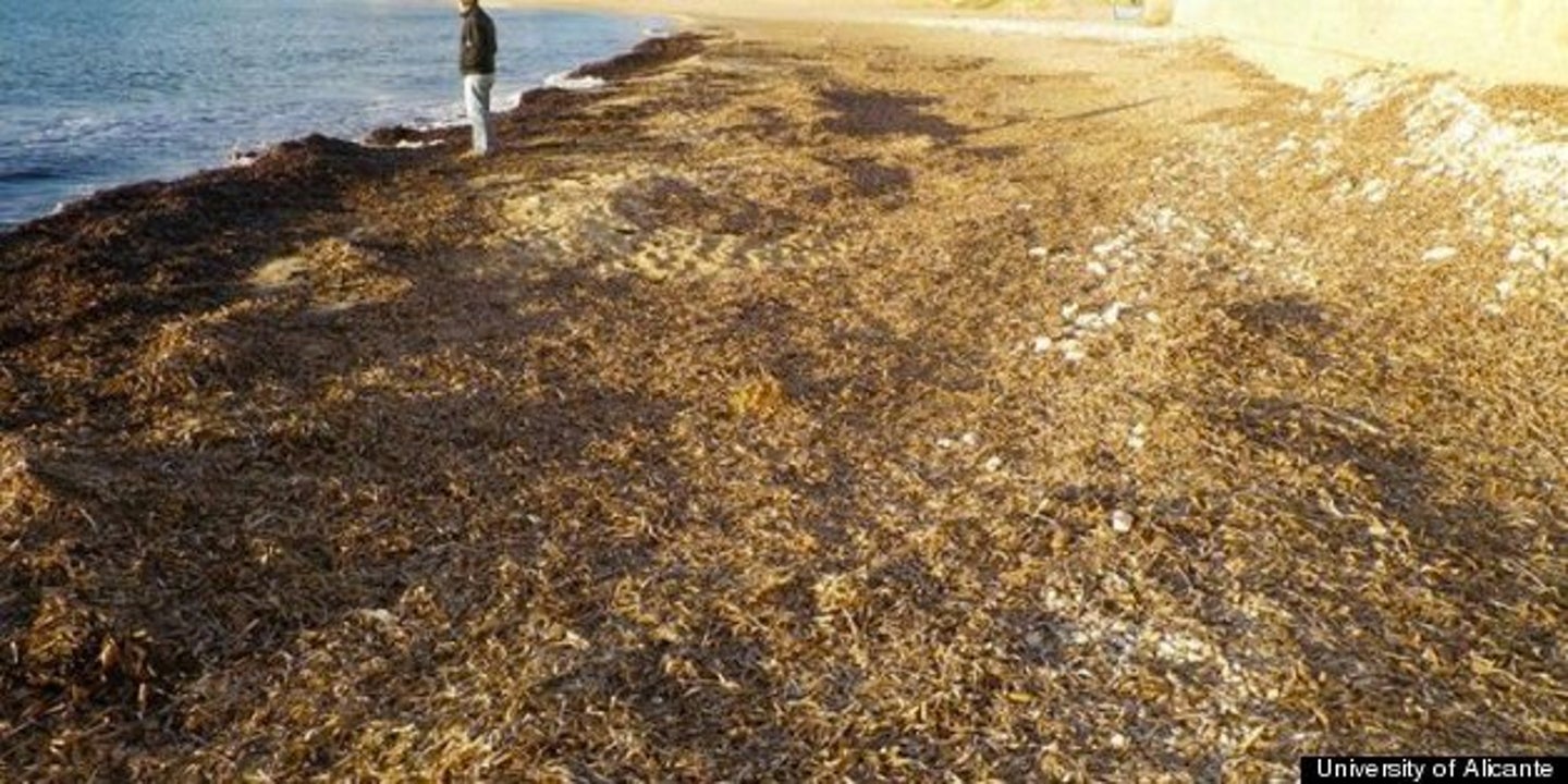 Seaweed-Sucking Truck To Clean Spain's Beaches | HuffPost Impact