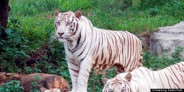 White Tiger's Coat Linked To Pigment Gene Variant | HuffPost Impact