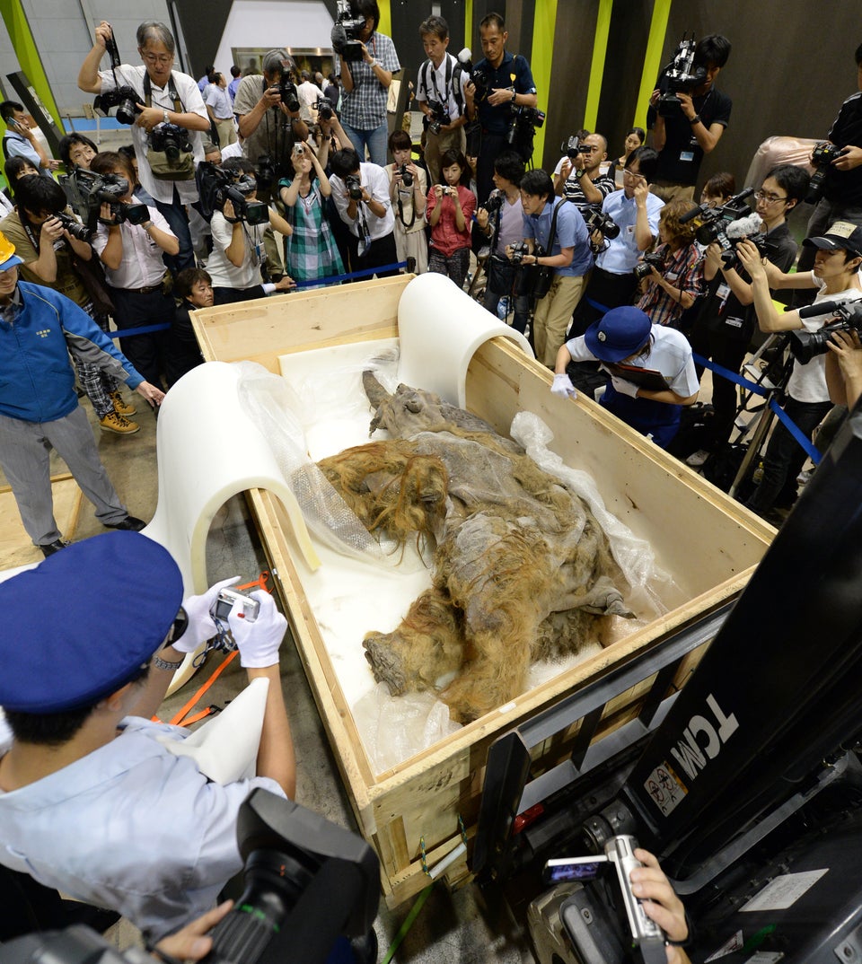 Woolly Mammoth Uncovered In Siberia Goes On Display In Japan Video Huffpost