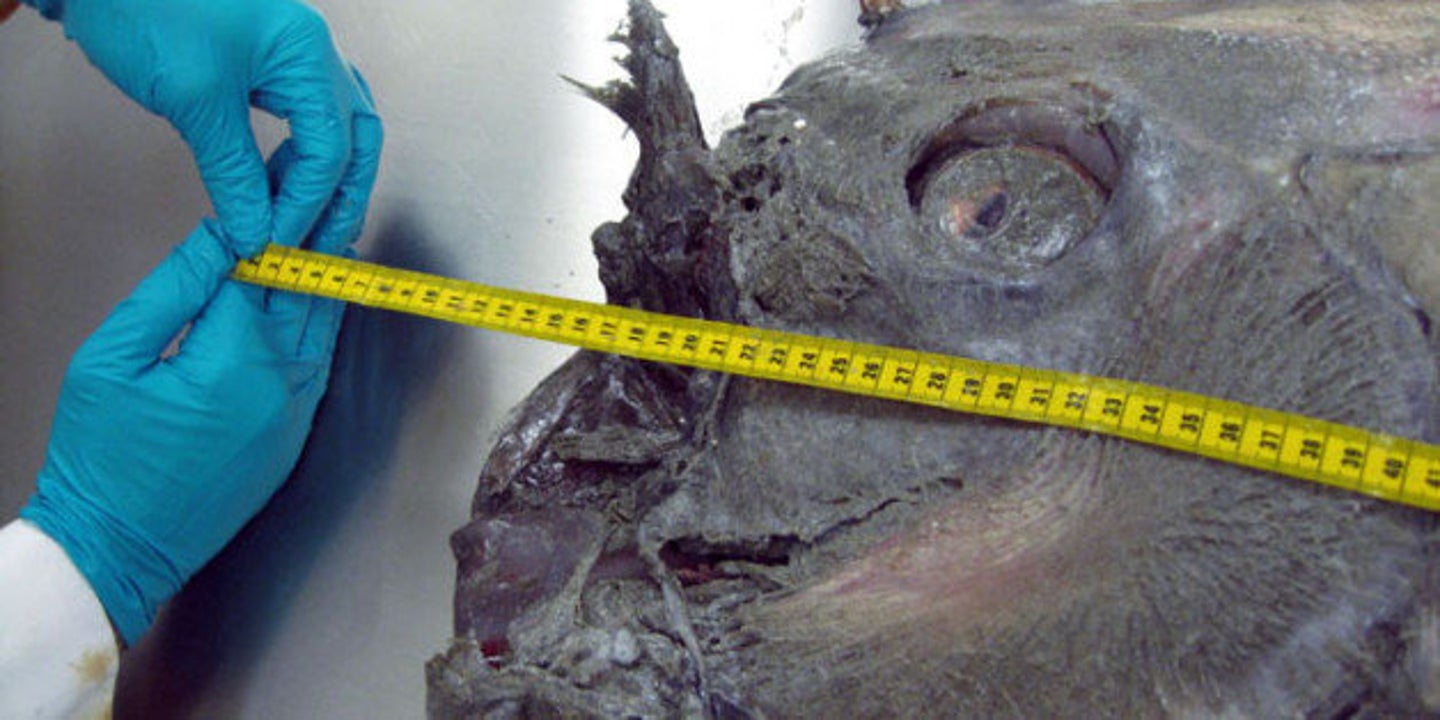Oarfish Dissections Reveal Eggs, Parasites Inside Huge Deep-Sea Fish ...