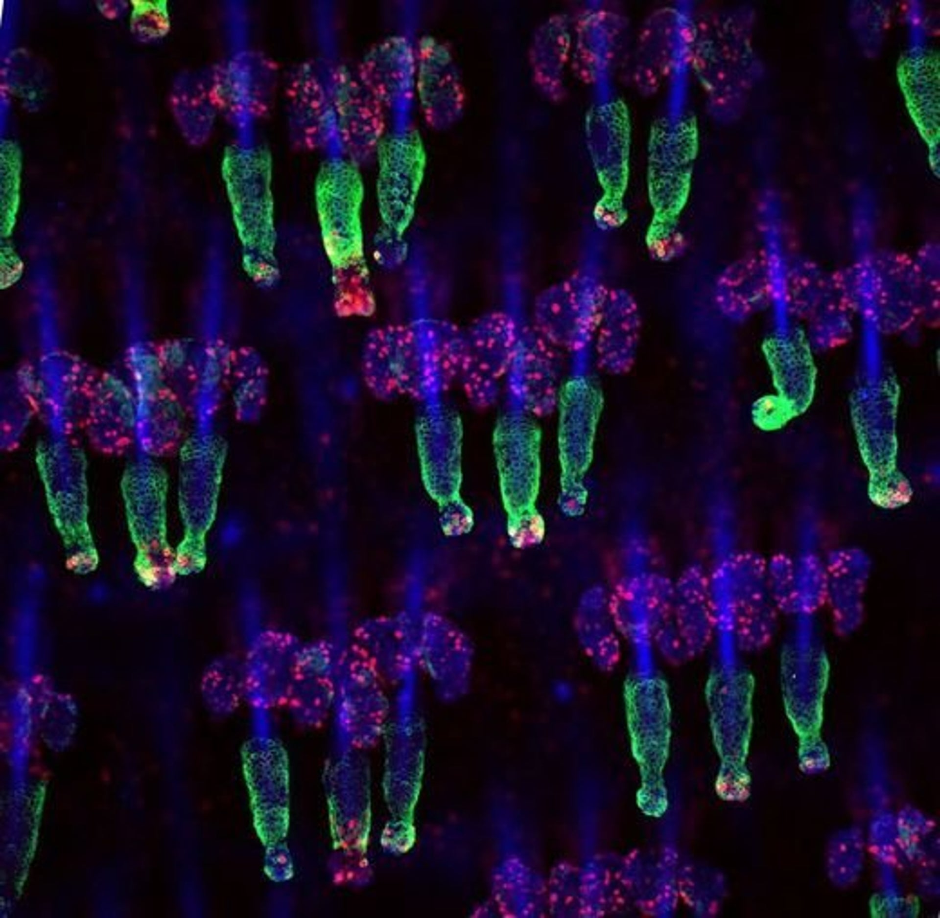 11 Spectacular Photos That Make Microscopic Realm Look Enormous ...