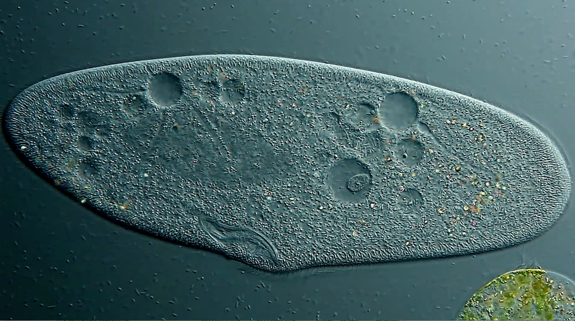11 Spectacular Photos That Make Microscopic Realm Look Enormous ...
