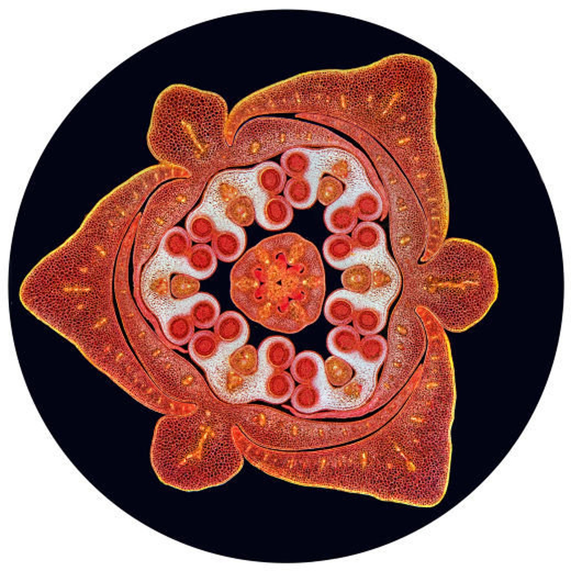 11 Spectacular Photos That Make Microscopic Realm Look Enormous ...