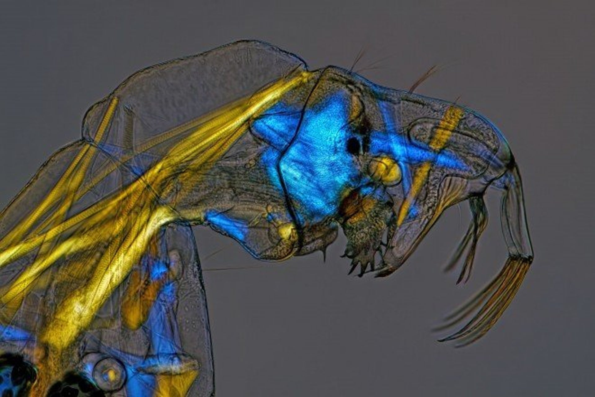 11 Spectacular Photos That Make Microscopic Realm Look Enormous ...