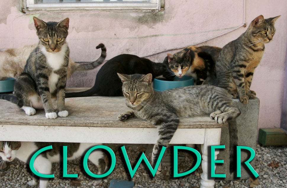 These Are The 19 Weirdest Names For Groups Of Animals HuffPost these-are-the-19-weirdest-names-for-groups-of-animals-huffpost