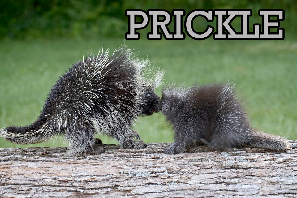 These Are The 19 Weirdest Names For Groups Of Animals | HuffPost Impact