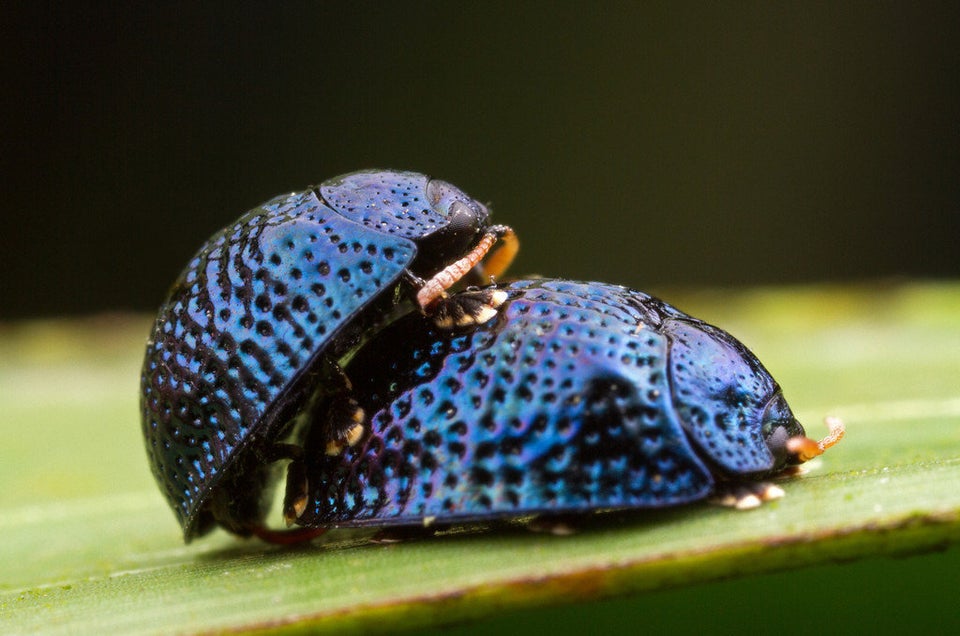 A Bug's Kama Sutra: 10 Sex Positions To Try If You're An Insect (PHOTOS ...