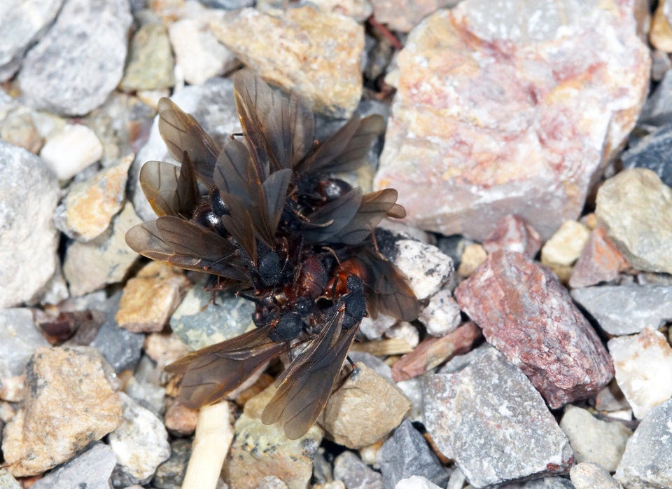 A Bug's Kama Sutra: 10 Sex Positions To Try If You're An Insect (PHOTOS ...