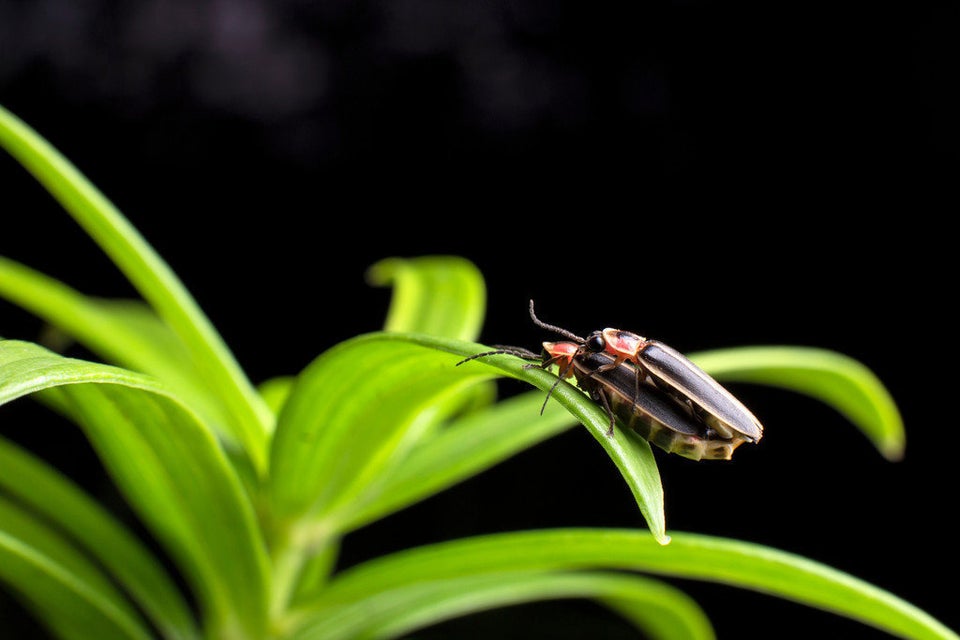 A Bug's Kama Sutra: 10 Sex Positions To Try If You're An Insect (PHOTOS ...